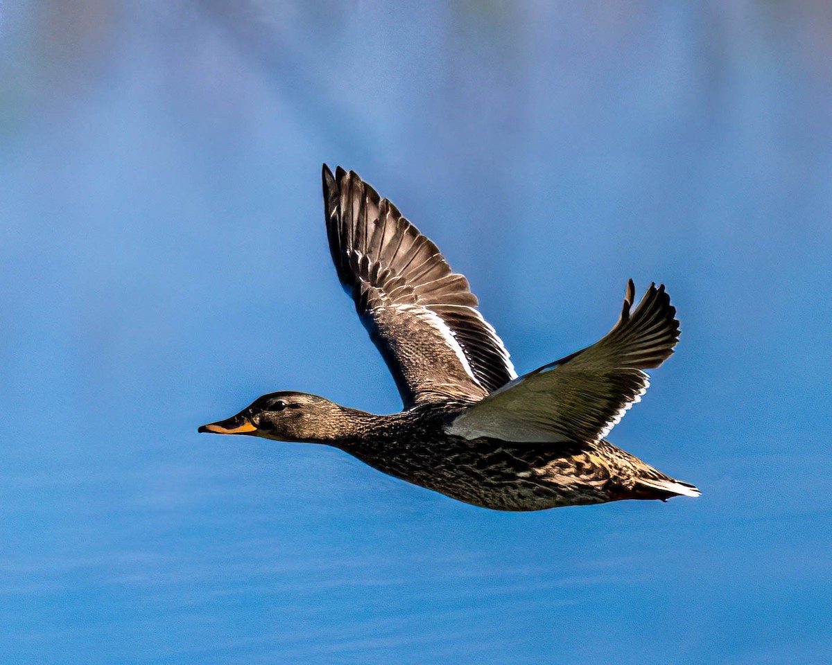 eBird Checklist - 1 Apr 2024 - Steigerwald Lake NWR - 58 species (+1 ...