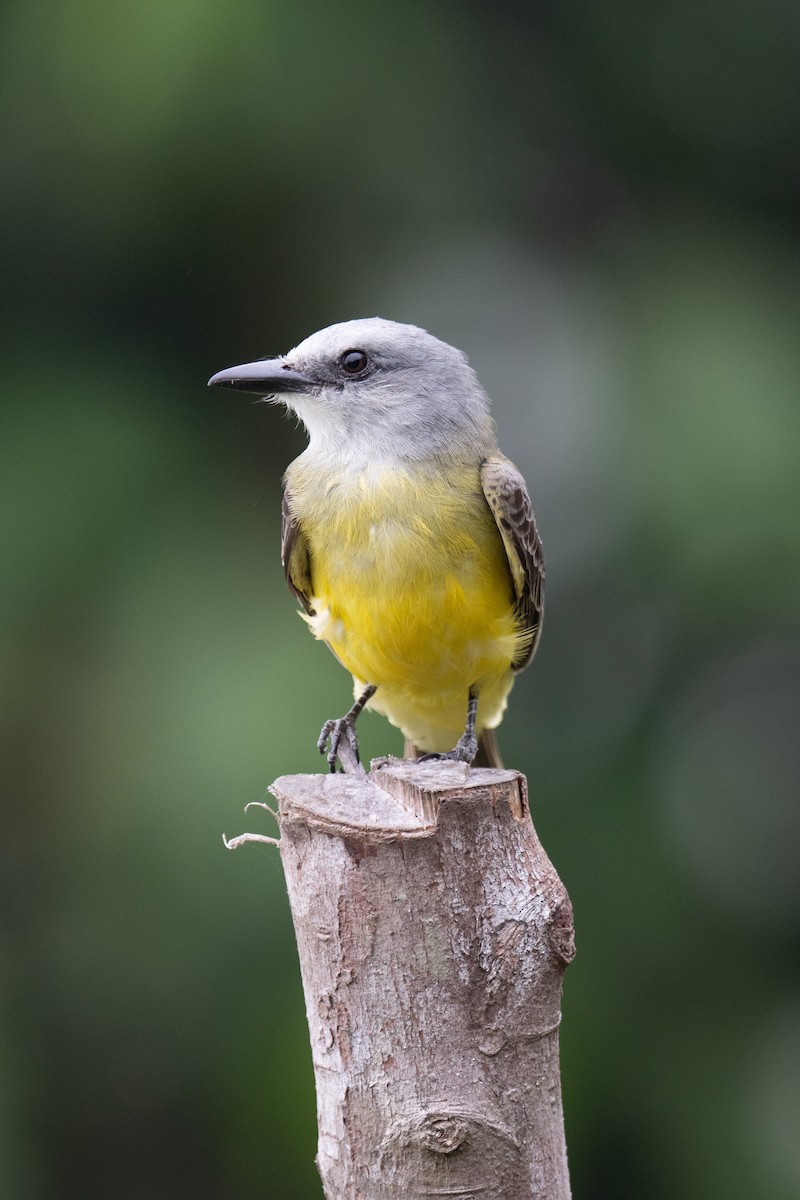 ML616870304 - Tropical Kingbird - Macaulay Library