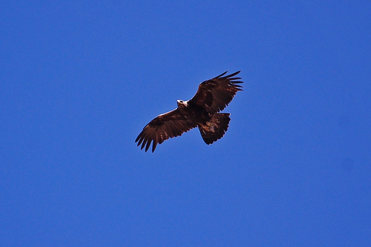 eBird Checklist - 8 Jul 2011 - Modoc NWR - 54 species