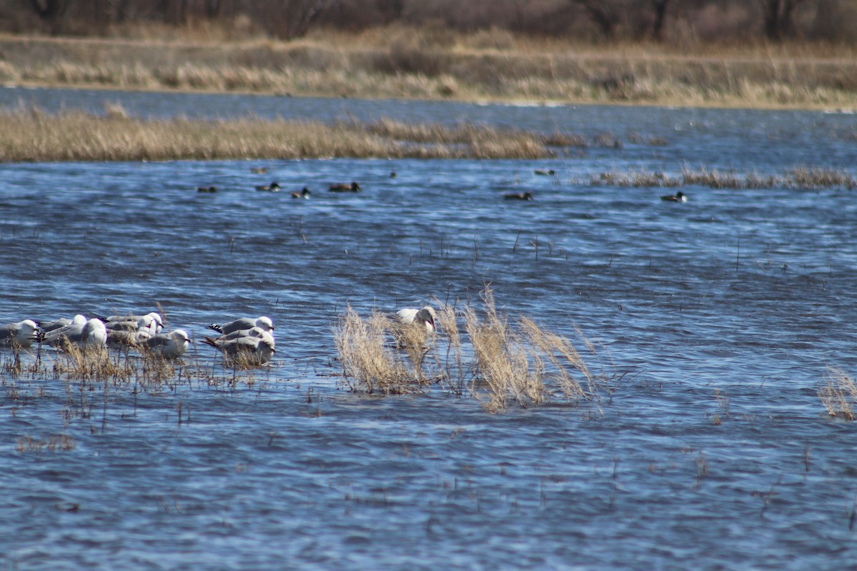 eBird Checklist - 24 Mar 2024 - Bosque del Apache NWR - 35 species