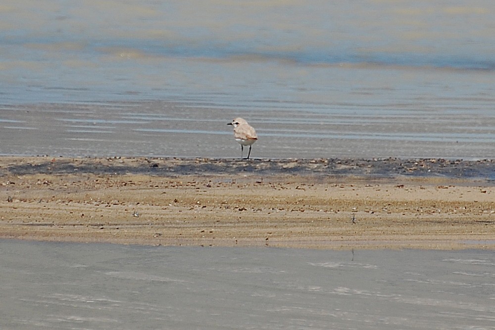 eBird Checklist - 19 Jul 2011 - Summer Lake Wildlife Area - 46 species