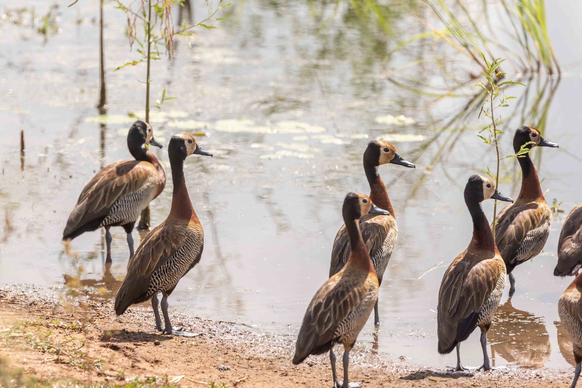 eBird Checklist - 12 Mar 2024 - Tarangire NP--Silale Swamp - 30 species