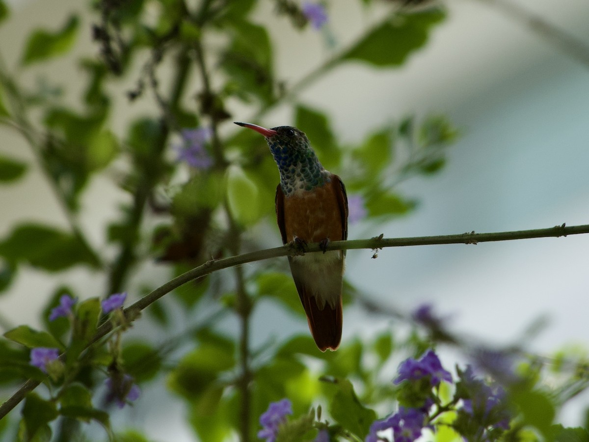 ML616921367 - Amazilia Hummingbird - Macaulay Library