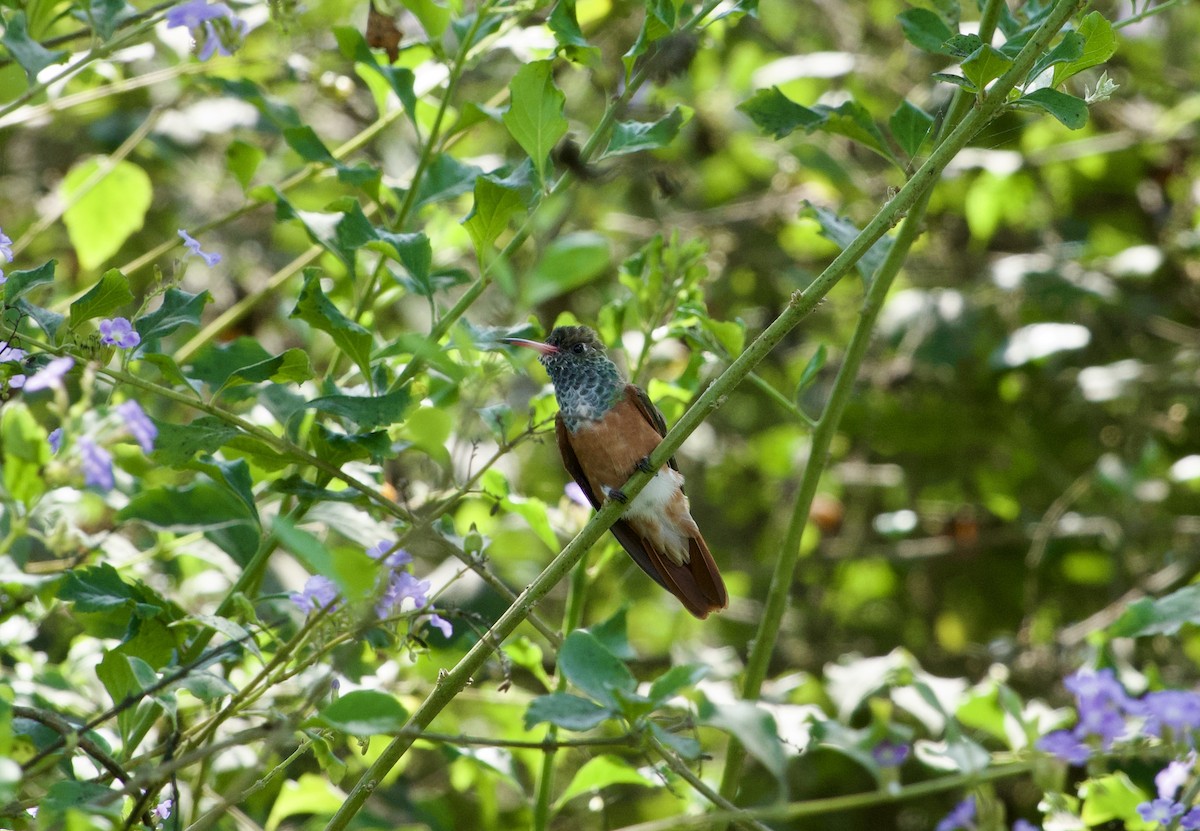 ML616921371 - Amazilia Hummingbird - Macaulay Library