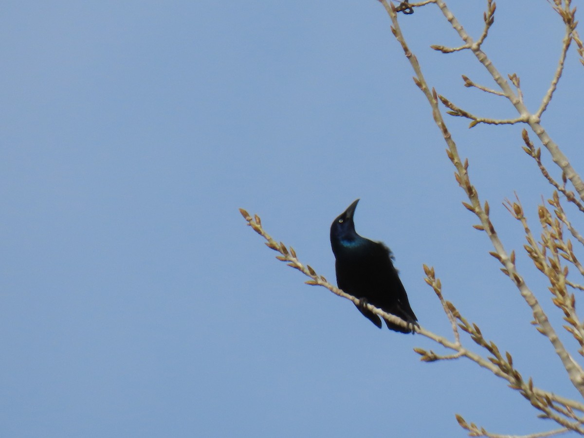 eBird Checklist - 5 Apr 2024 - Bear Creek Lake Park--Big Soda Lakes N ...