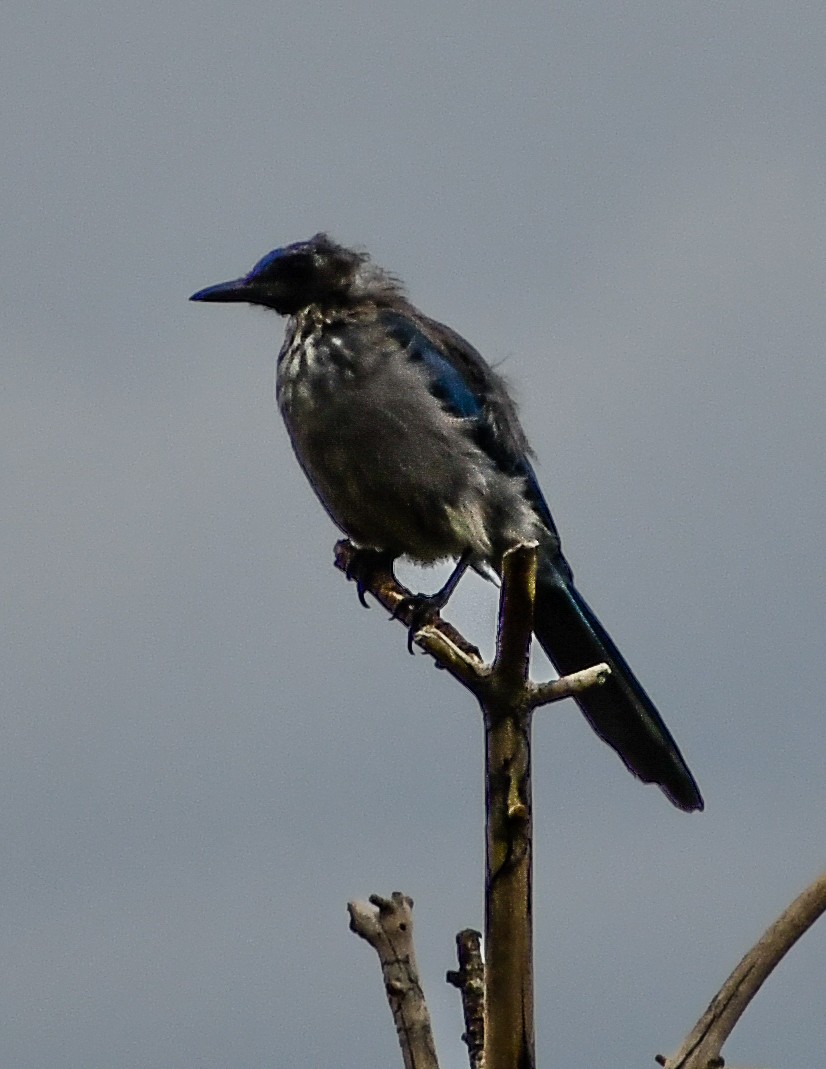 eBird Checklist - 19 Jul 2022 - Bear Creek Nature Center - 7 species