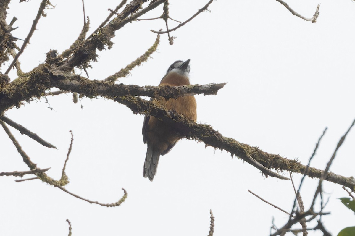 eBird Checklist - 10 Mar 2024 - Cordillera Guacamayos--Sendero Jumandy ...