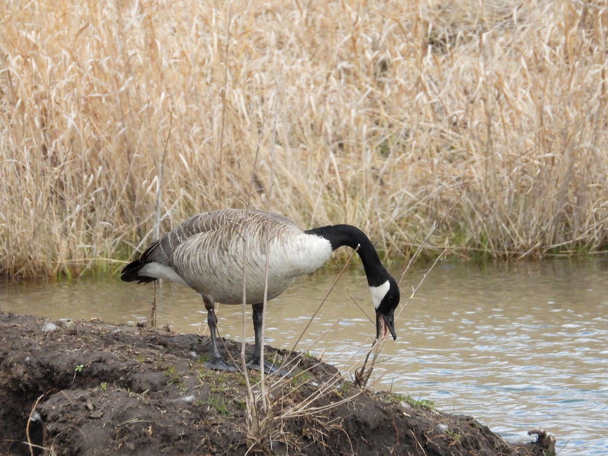 eBird Checklist - 5 Apr 2024 - MA Center Chicago (restricted access ...