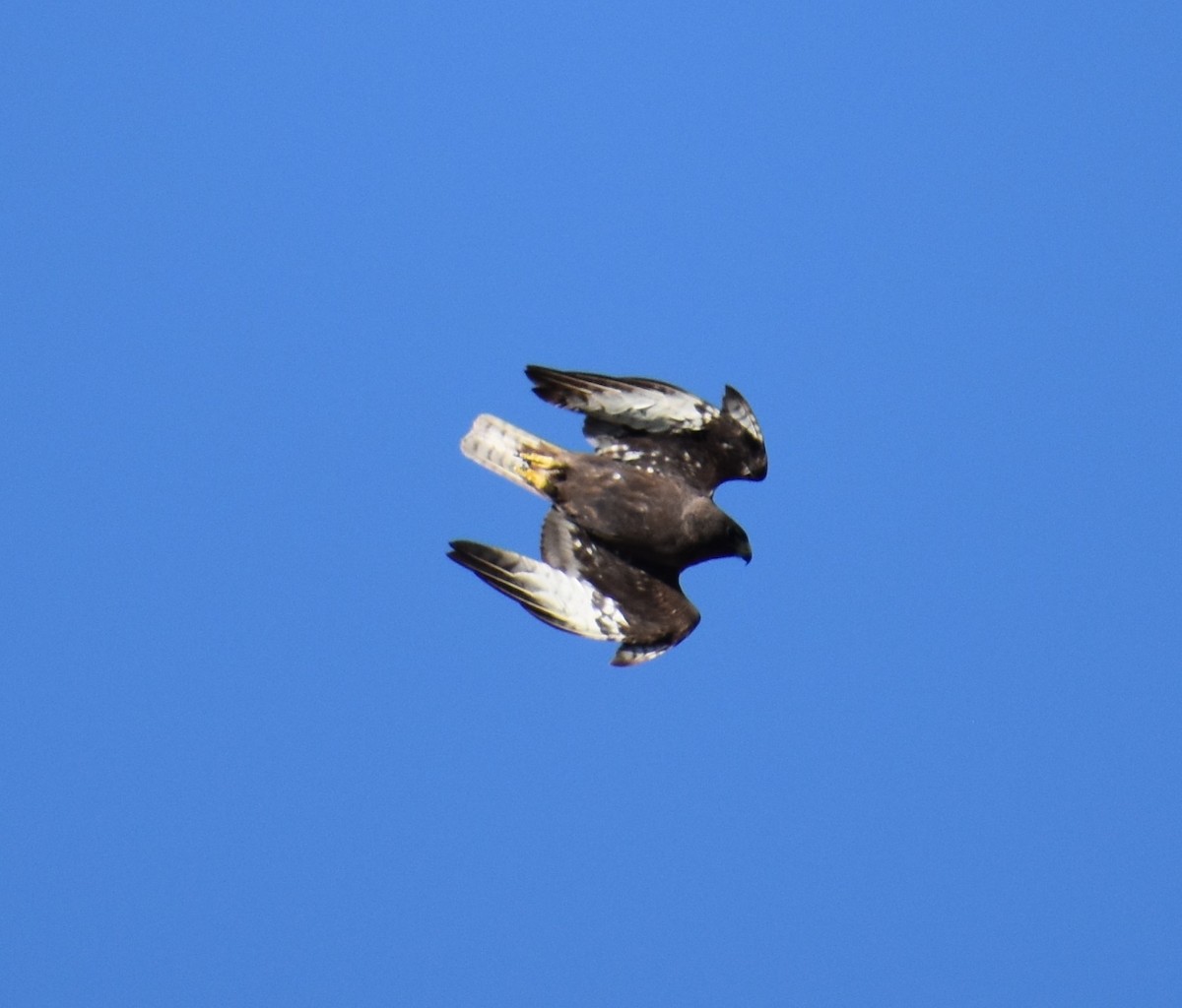 eBird Checklist - 6 Apr 2024 - Cockroach Bay Preserve and Surrounding ...