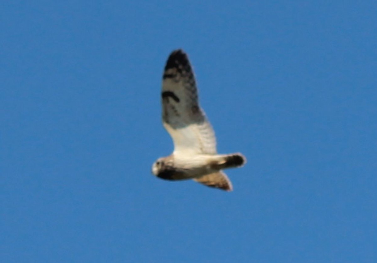 eBird Checklist - 6 Apr 2024 - Jupiter Ridge Natural Area - 1 species