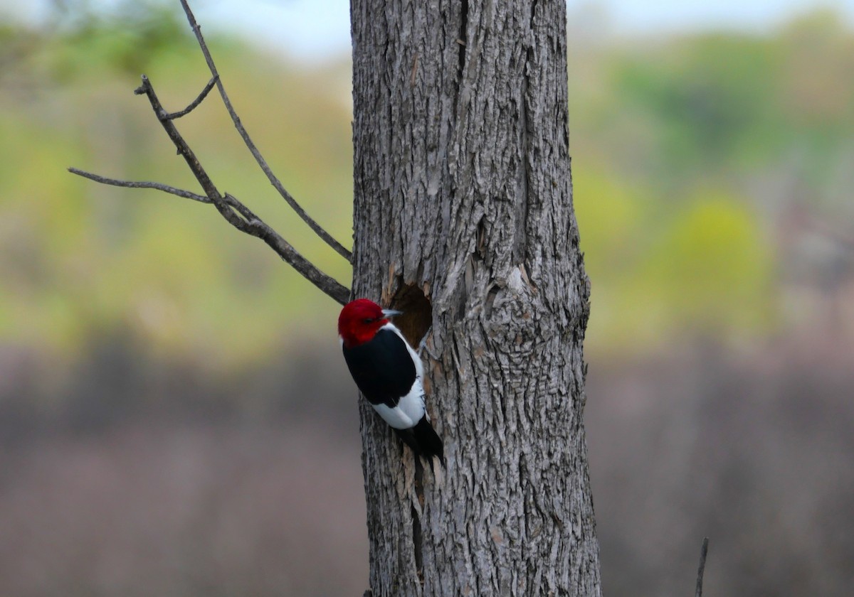 eBird Checklist - 30 Mar 2024 - Hagerman NWR - 3 species
