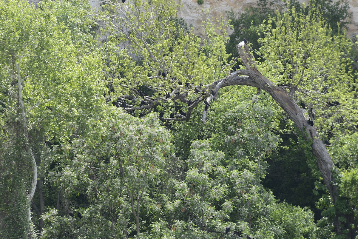 eBird Checklist - 6 Apr 2024 - Chalk Bluff River Resort & Park (HOTW ...