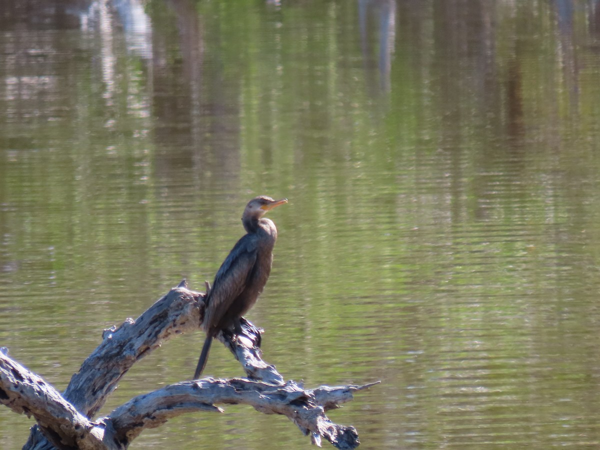 ML617009431 - Neotropic Cormorant - Macaulay Library