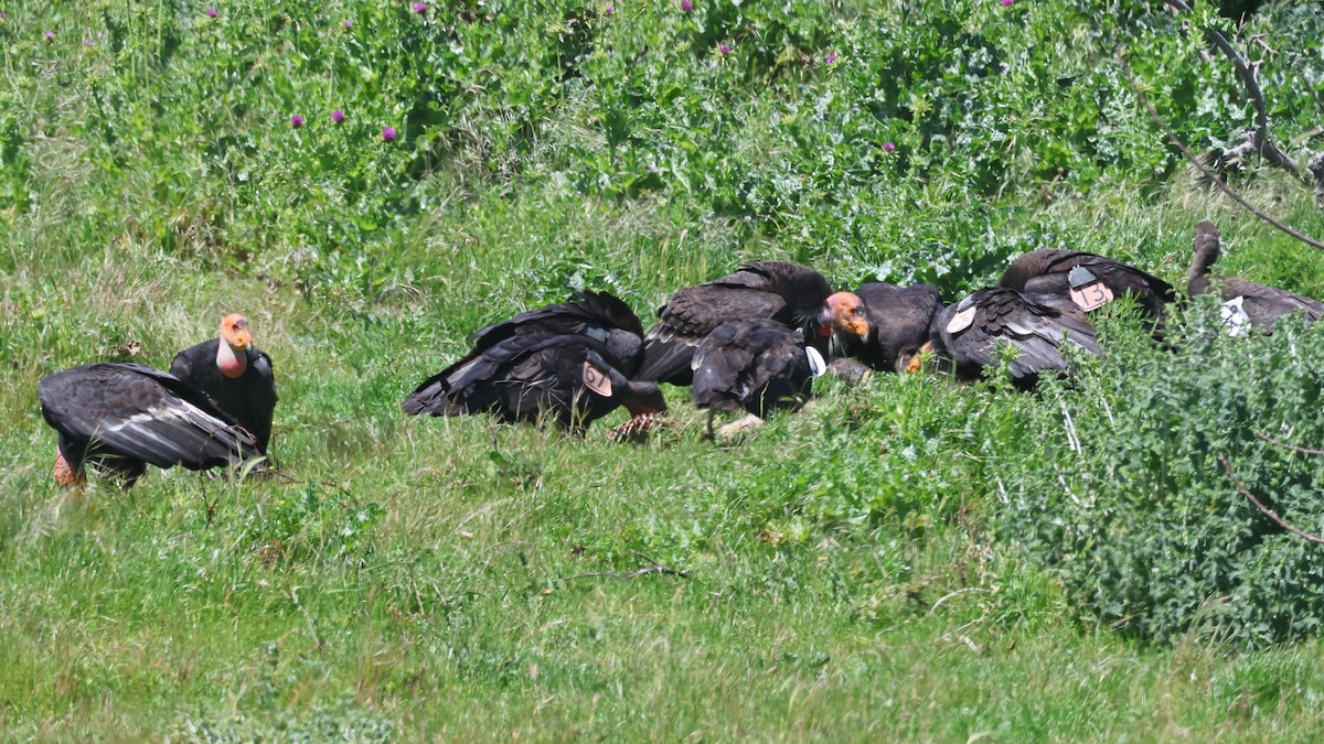eBird Checklist - 6 Apr 2024 - Cañada Larga Rd. - 29 species