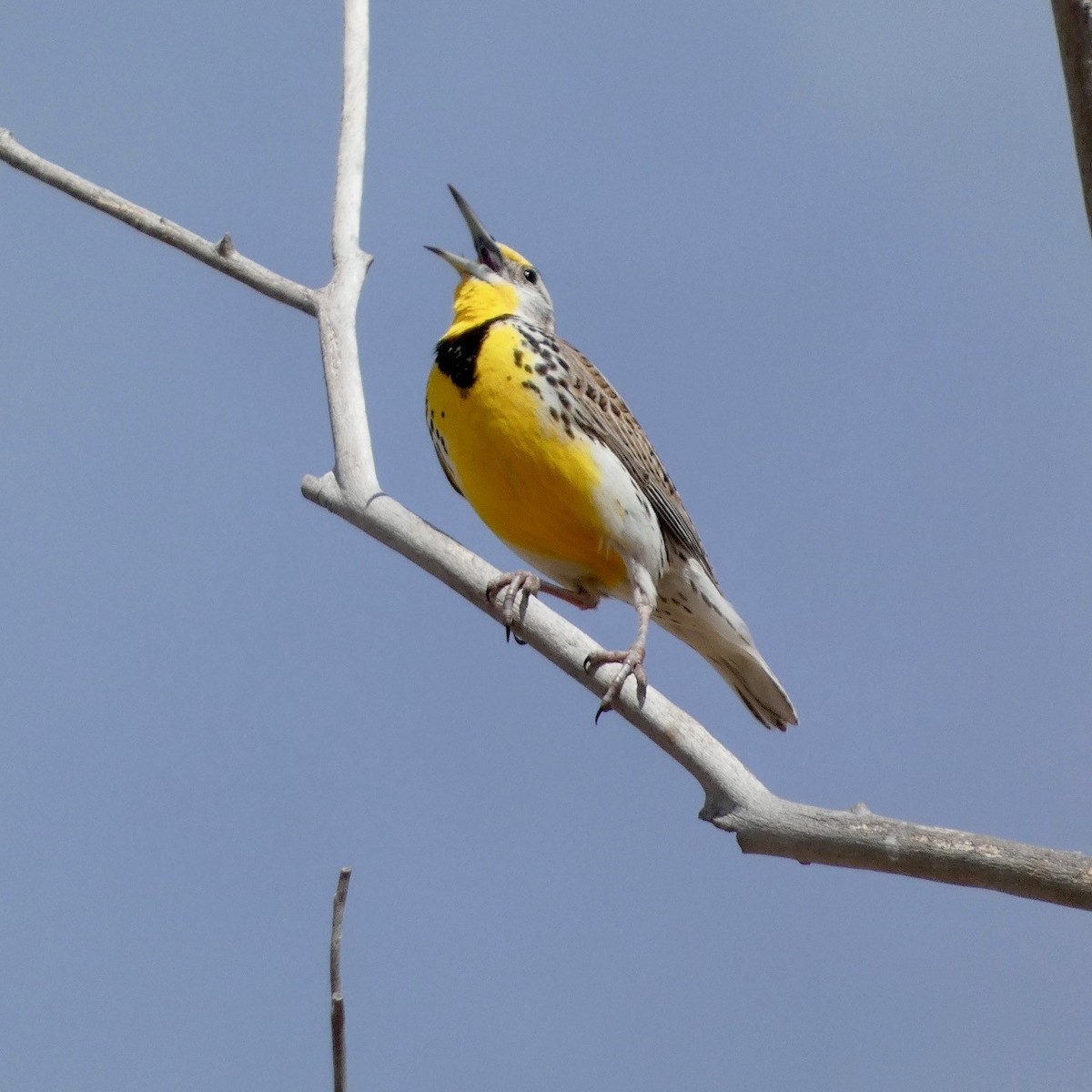 eBird Checklist - 5 Apr 2024 - Karval (town) - 12 species