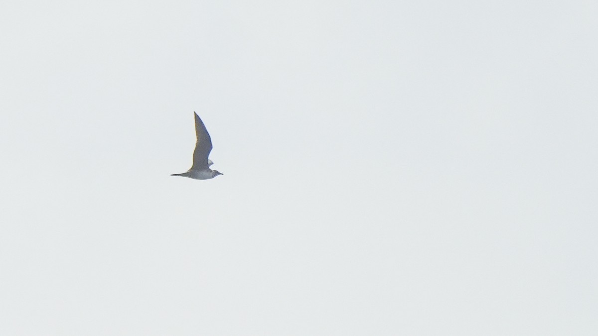 eBird Checklist - 7 Apr 2024 - Northbound -13.46541, -78.95376 - 12 species