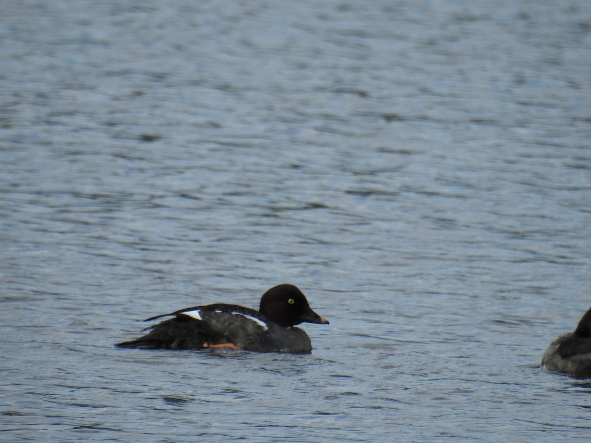 eBird Checklist - 7 Apr 2024 - Edwin B. Forsythe NWR (formerly Brig ...