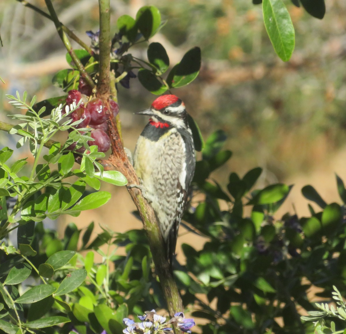 eBird Checklist - 7 Apr 2024 - My Yard - 19 species