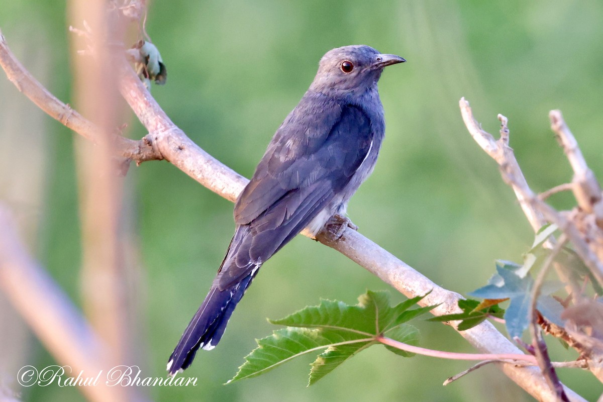 ML617058261 - Gray-bellied Cuckoo - Macaulay Library