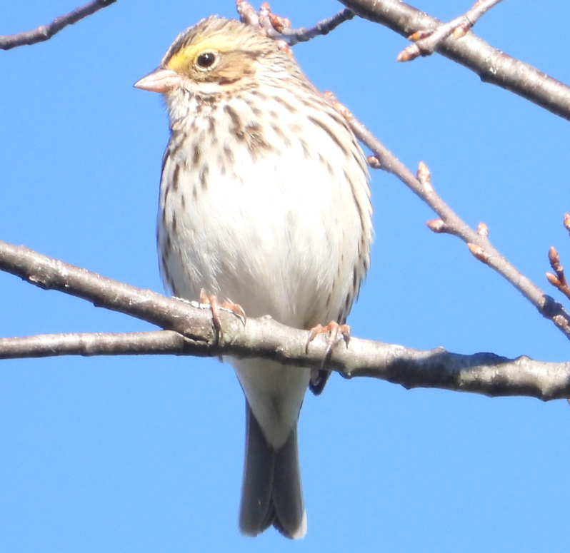 Pennsylvania Bird Atlas Checklist - 7 Apr 2024 - Whitetail Wetlands ...