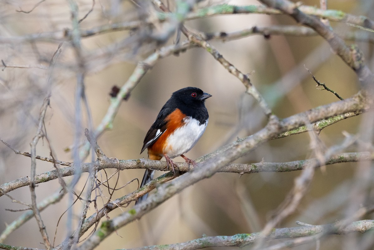 eBird Checklist - 8 Apr 2024 - Montrose Point Bird Sanctuary, Lincoln ...