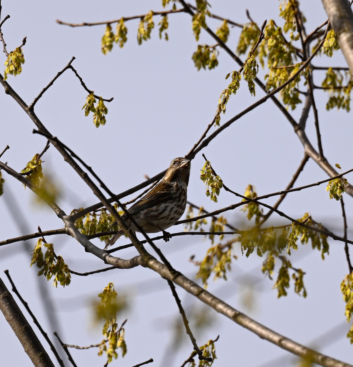 Pennsylvania Bird Atlas Checklist - 8 Apr 2024 - Ft. Indiantown Gap--A-21 Wetlands - 15 species