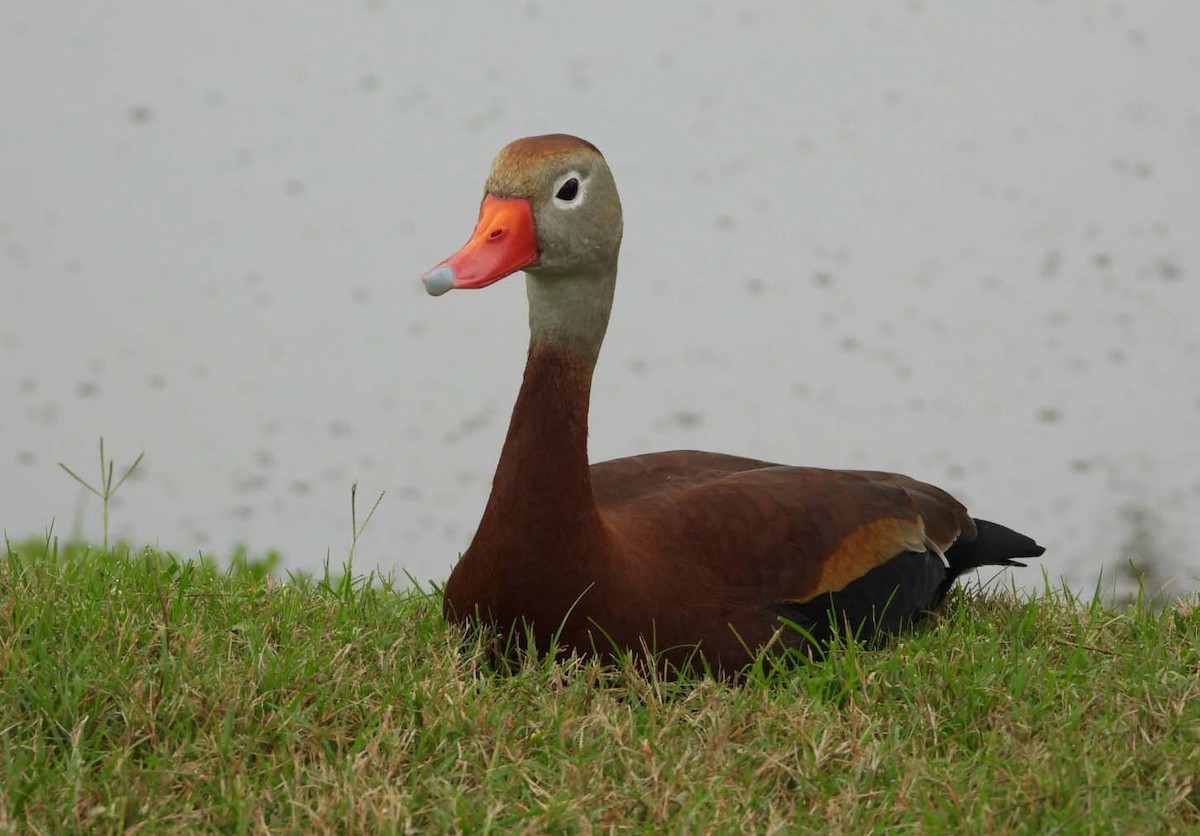 eBird Checklist - 8 Apr 2024 - South Padre Is.--Birding and Nature ...