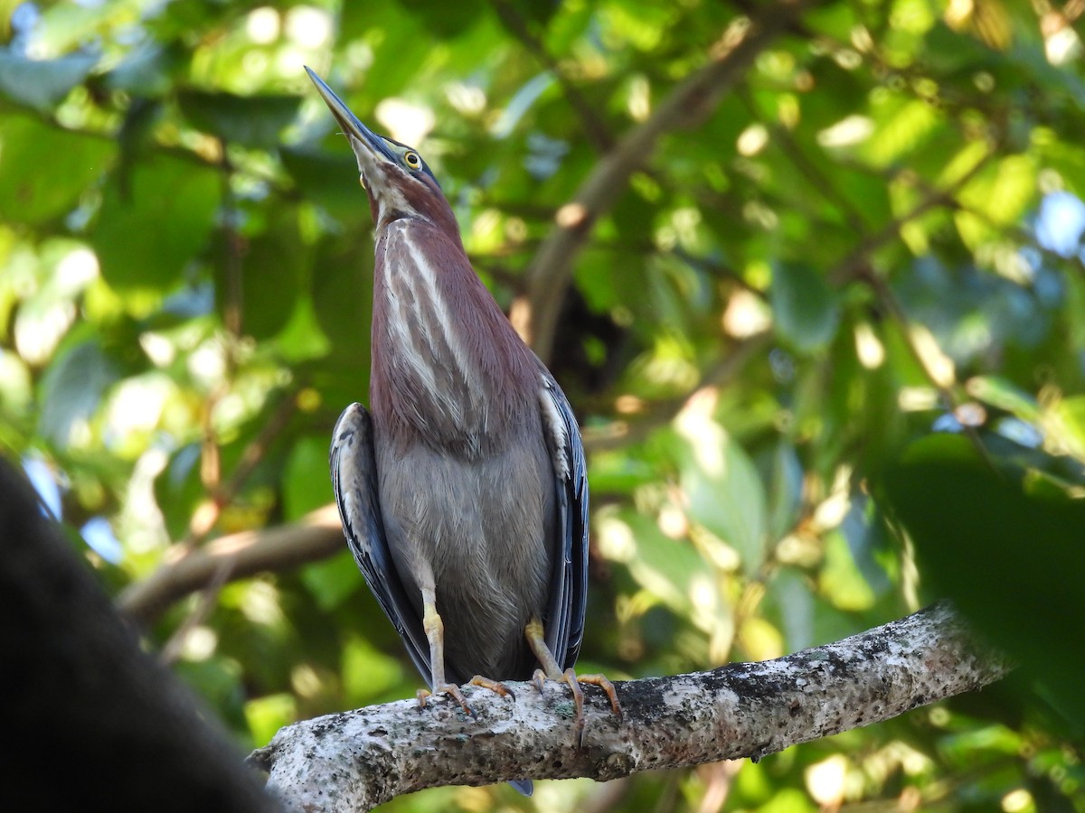 eBird Checklist - 6 Apr 2024 - Huerto, Vivero y Bosque Urbano ...