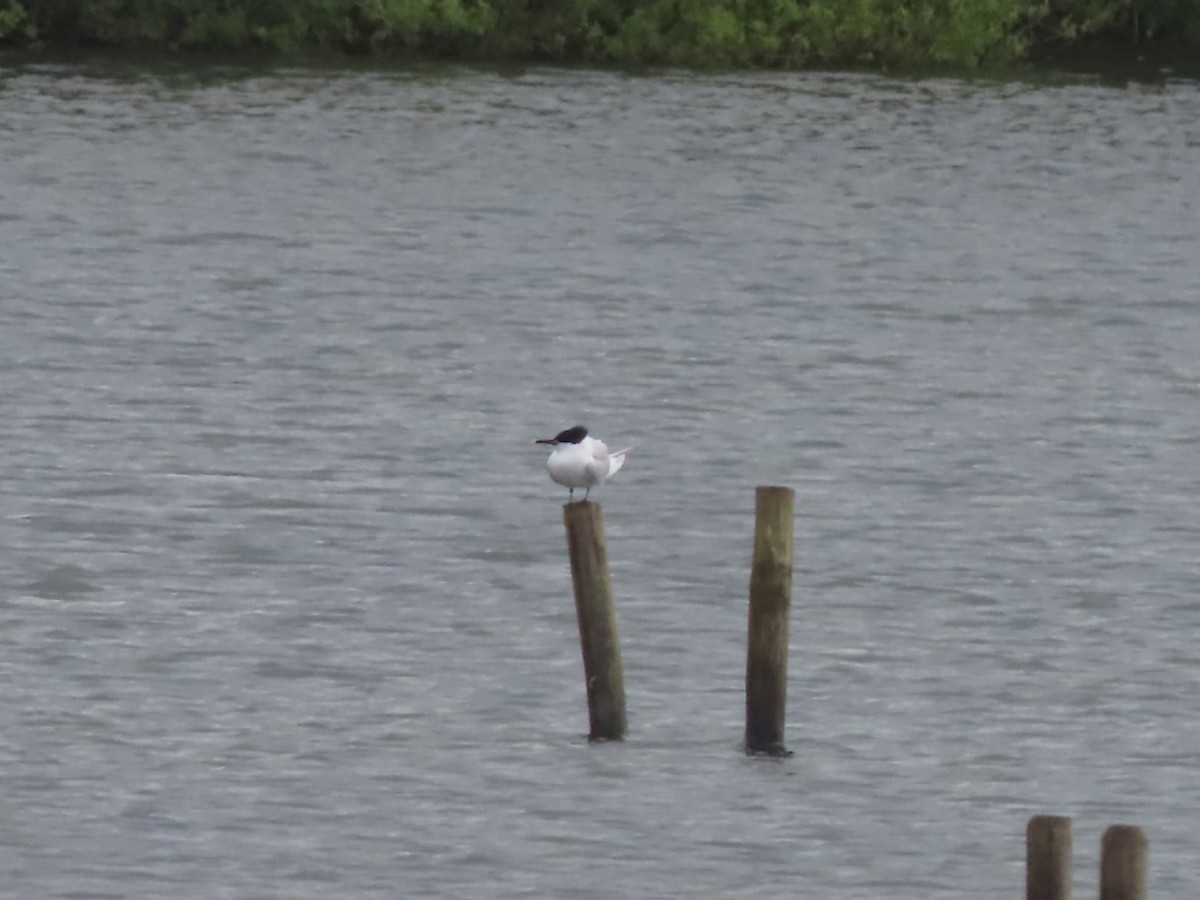 eBird Checklist - 9 Apr 2024 - Attenborough Nature Centre and NWT NR ...