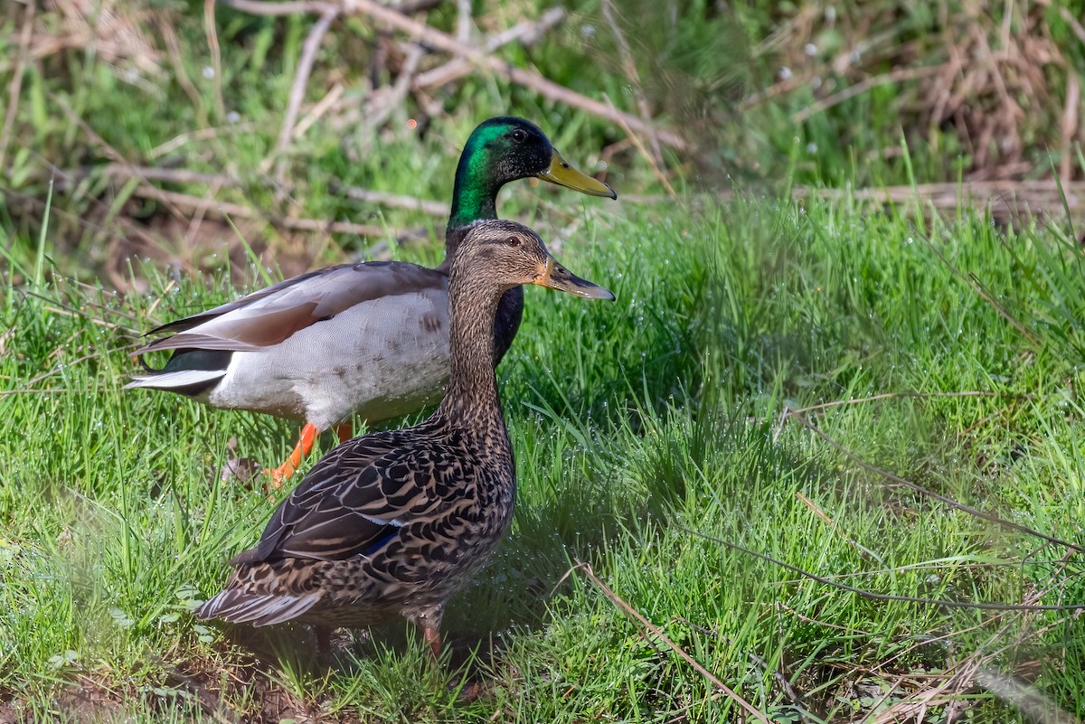 Pennsylvania Bird Atlas Checklist - 9 Apr 2024 - Crows Nest Preserve - 31 species