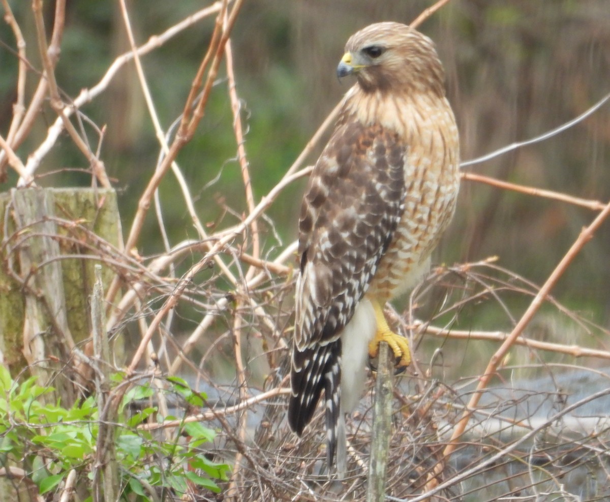 eBird Checklist - 9 Apr 2024 - Greenbelt Community Garden - Henry's ...
