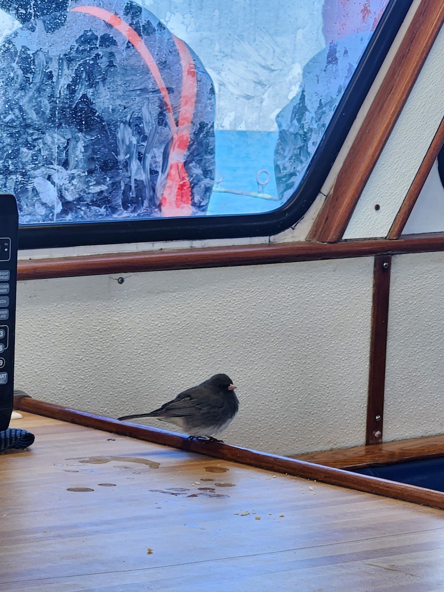eBird Checklist - 9 Apr 2024 - Jeffrey's Ledge (Massachusetts) - 6 ...