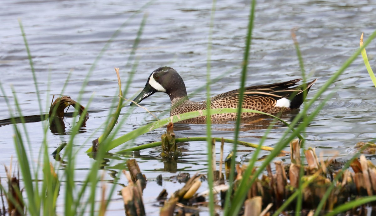 eBird Checklist - 2 Apr 2024 - South Padre Is.--Birding and Nature ...