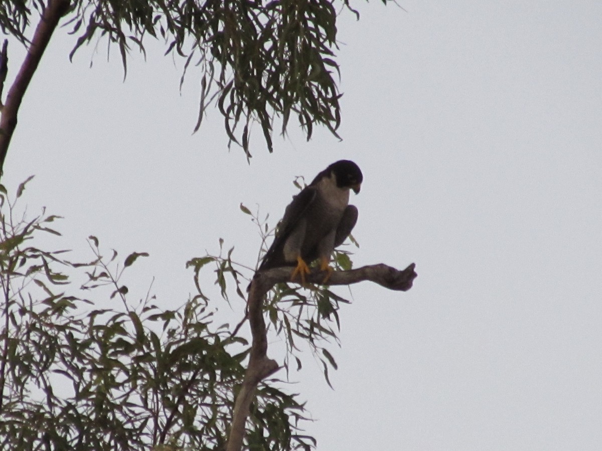 ML617171040 - Peregrine Falcon - Macaulay Library