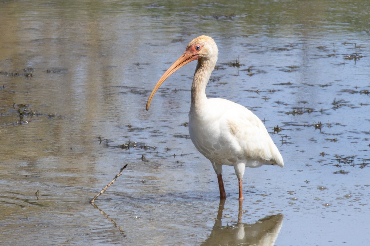 eBird Checklist - 10 Apr 2024 - White Ibis 2024 (private property) - 4 species