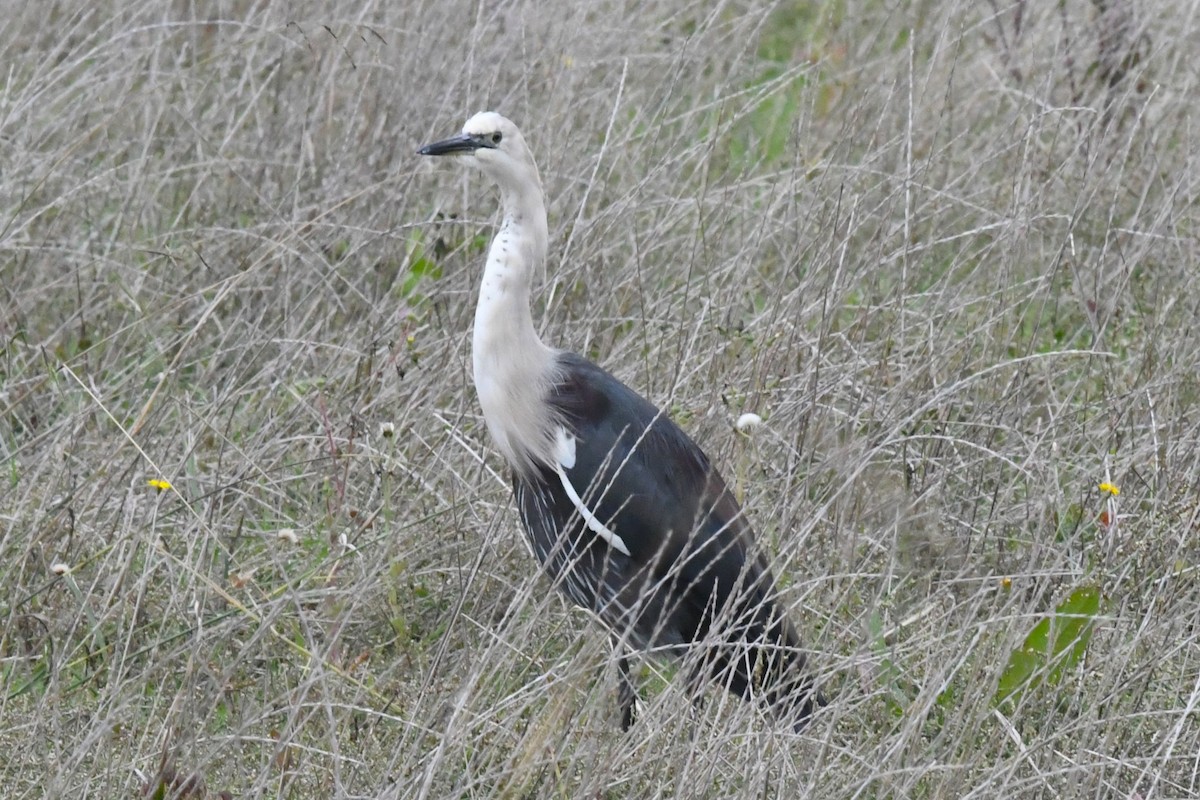 eBird Checklist - 11 Apr 2024 - Yarra Valley Trail, Lilydale to ...