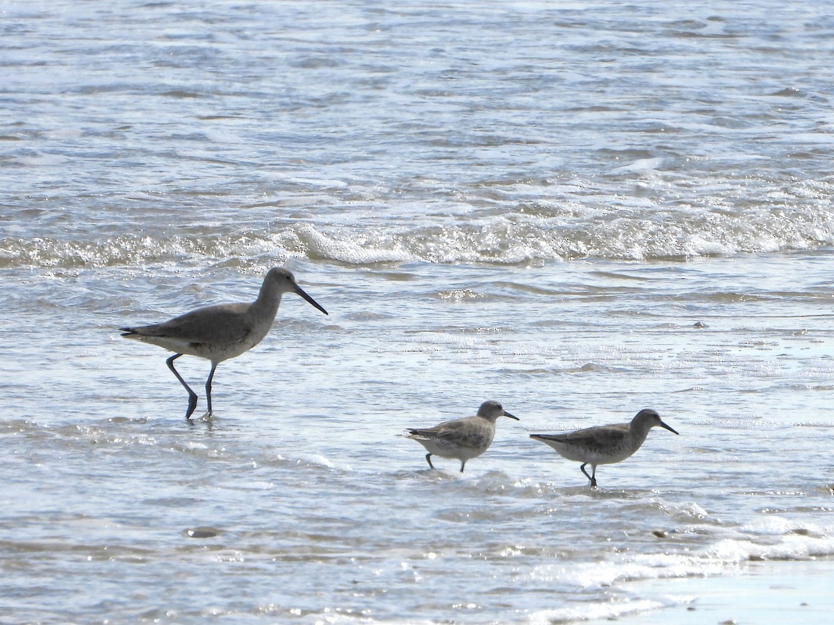 eBird Checklist - 10 Apr 2024 - Kelly Hamby Nature Trail - 11 species