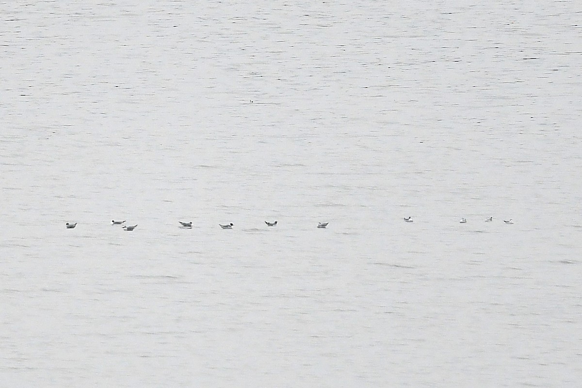 eBird Checklist - 10 Apr 2024 - Bob & Betty Cummings Memorial Park - 19 ...