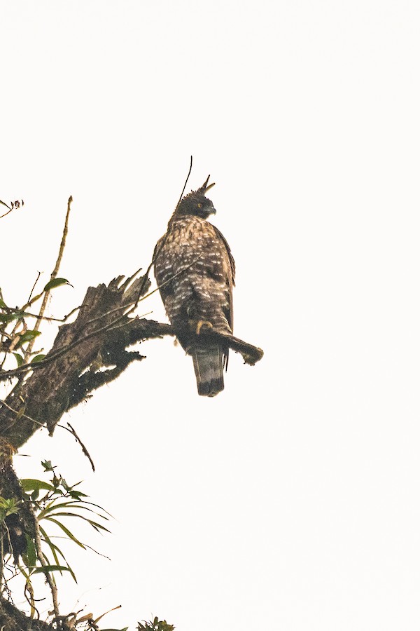 Mountain Hawk-Eagle (nipalensis) - eBird