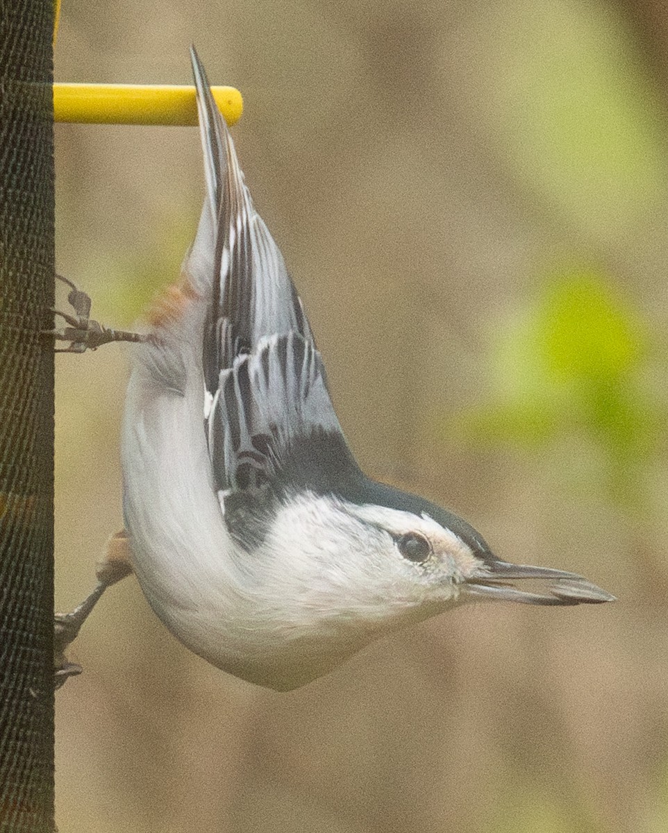 eBird Checklist - 11 Apr 2024 - My Yard and Neighborhood - 1 species