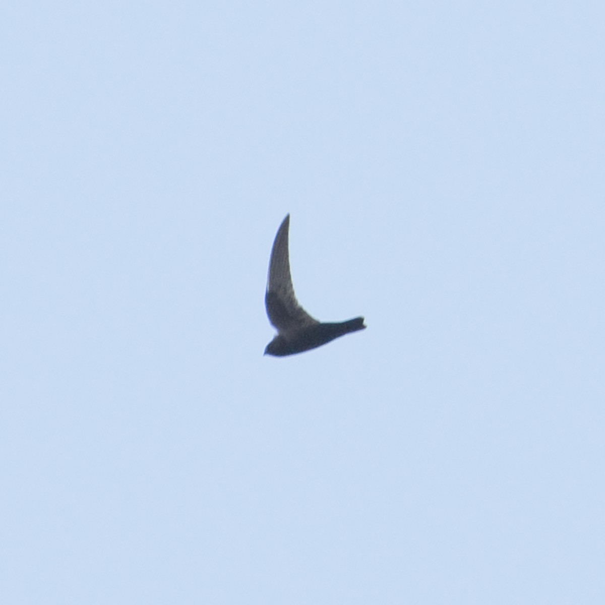 eBird Checklist - 24 Mar 2015 - Ricaute, E of Chone - 2 species