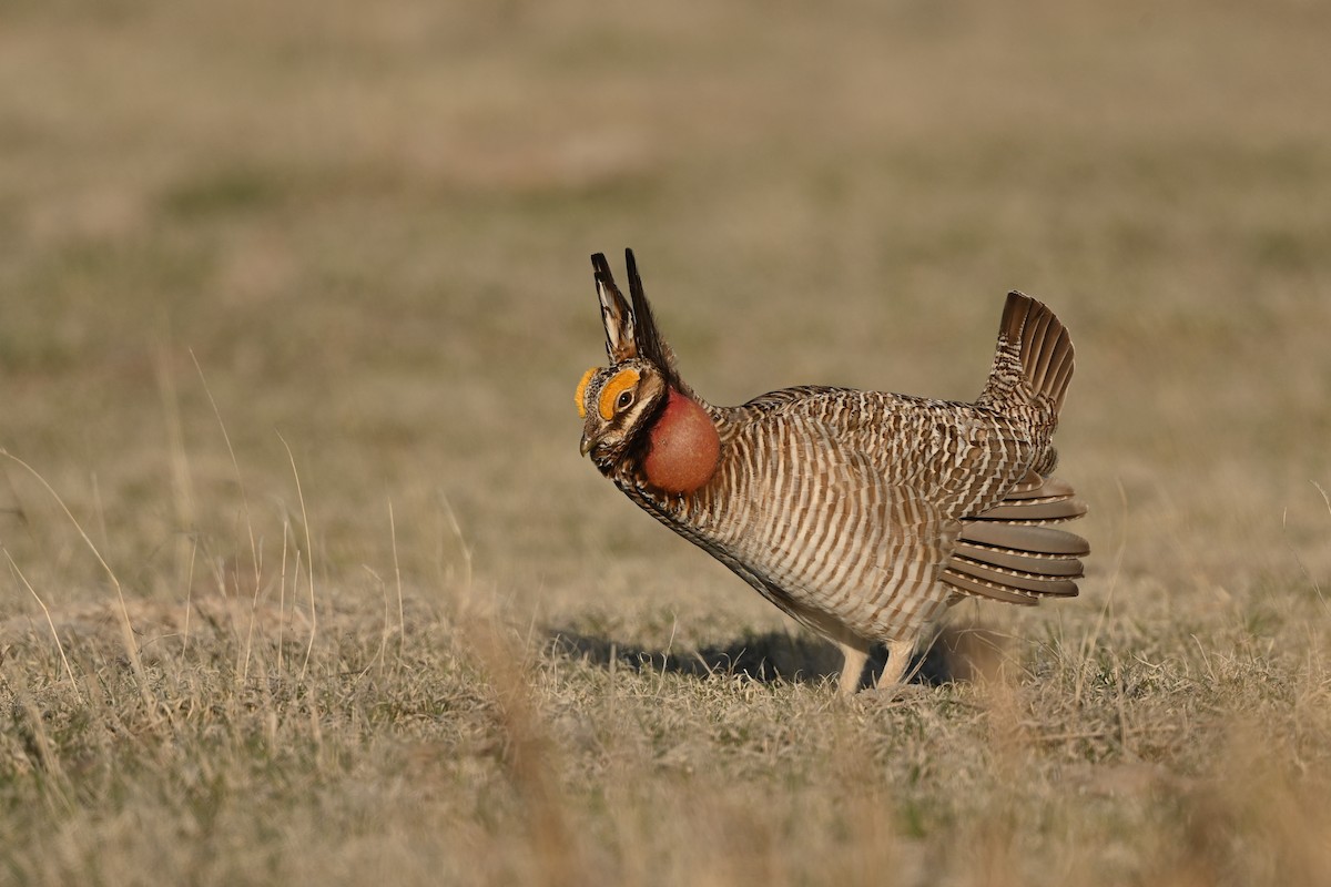 ML617271129 - Lesser Prairie-Chicken - Macaulay Library