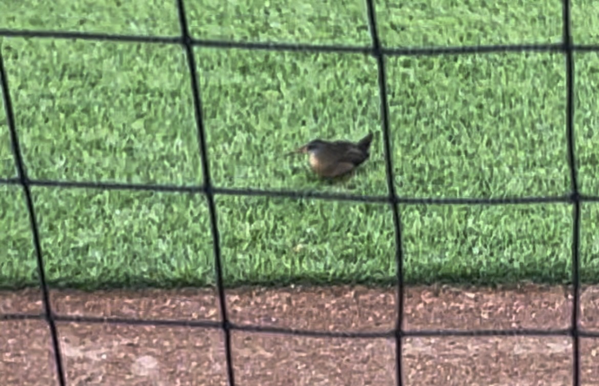 eBird Checklist - 12 Apr 2024 - Oriole Park at Camden Yards - 5 species