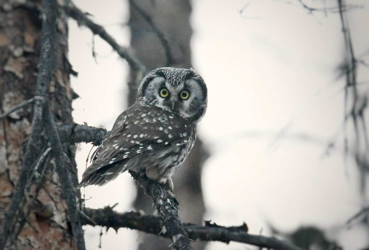 eBird Checklist - 12 Apr 2024 - Seven Utes Trail, Walden US-CO (40.5013 ...