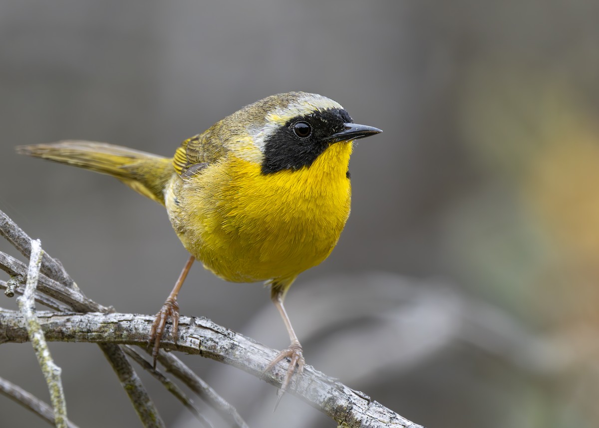 ML617340496 - Common Yellowthroat - Macaulay Library