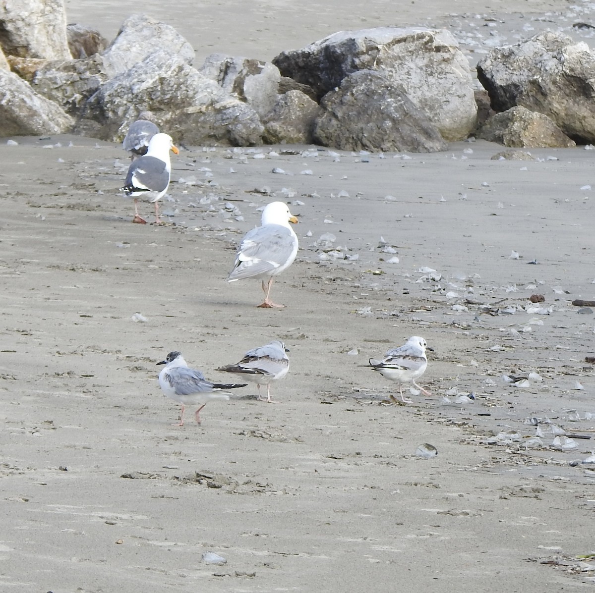 eBird Checklist - 13 Apr 2024 - Pillar Point Harbor - 10 species