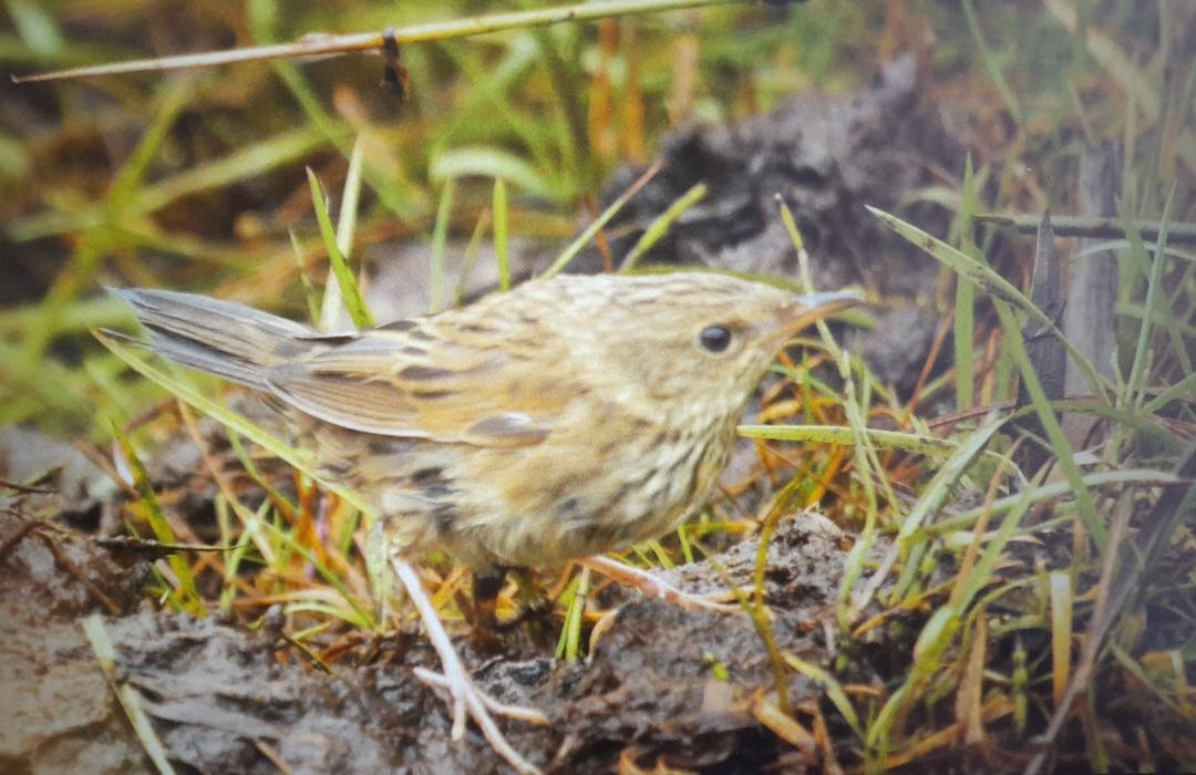 eBird Checklist - 4 Oct 2022 - Wester Quarff - 1 species