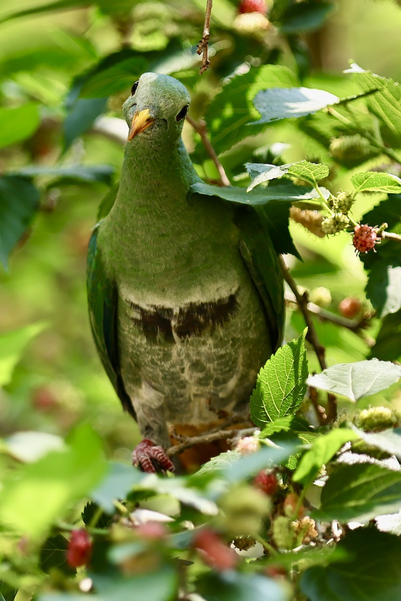 eBird Checklist - 14 Apr 2024 - 台中--一德洋樓(Taichung --Yide Mansion) - 5 ...