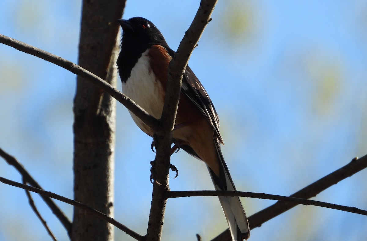 eBird Checklist - 13 Apr 2024 - Holderman woods - 17 species