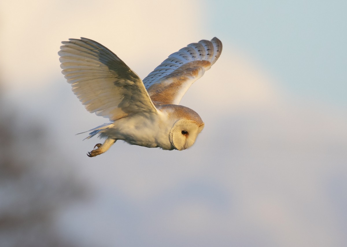 ML617370478 - Western Barn Owl (Eurasian) - Macaulay Library